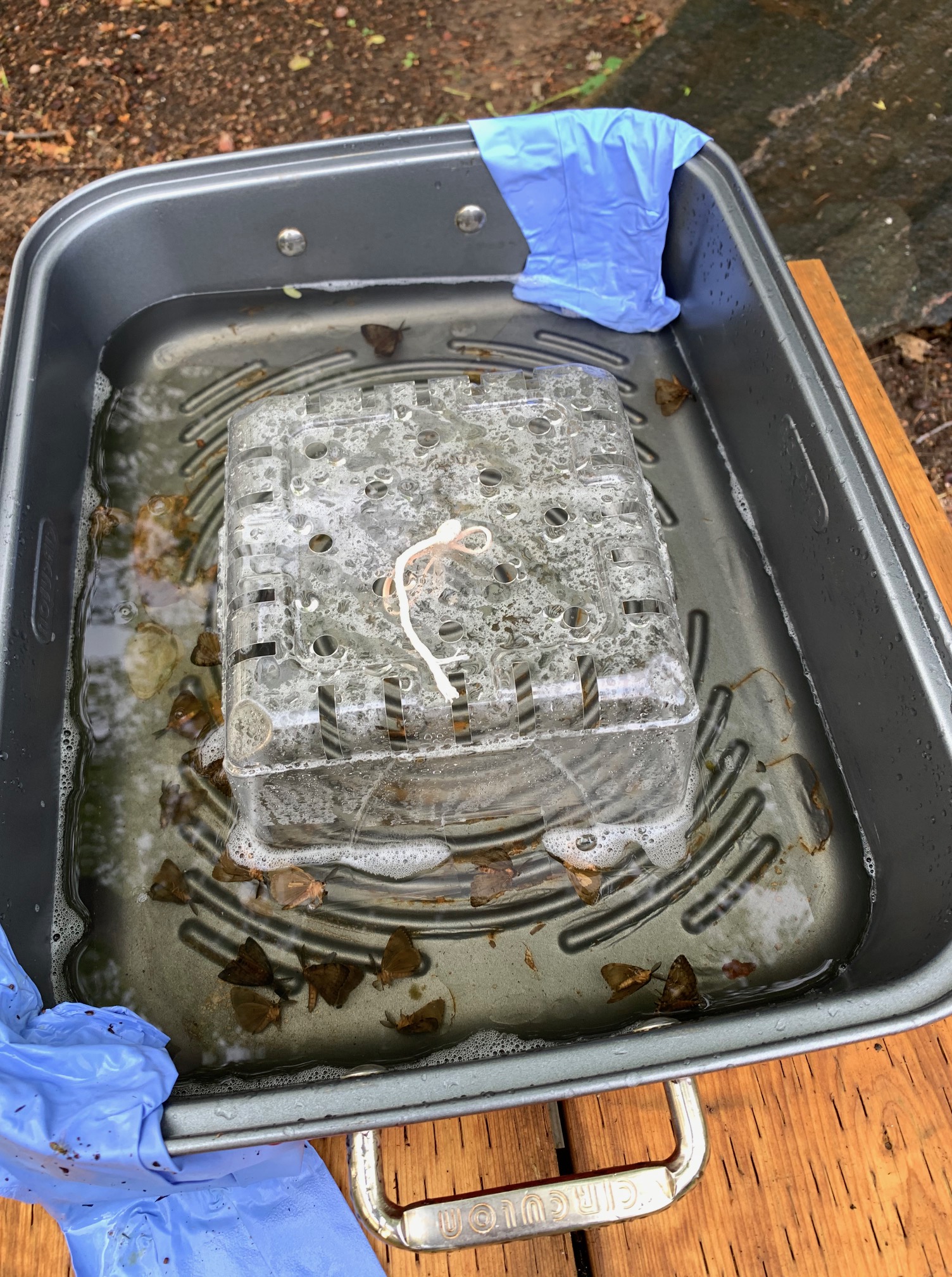 Alternative Ways of Trapping Gypsy Moths – Westport Lions Club